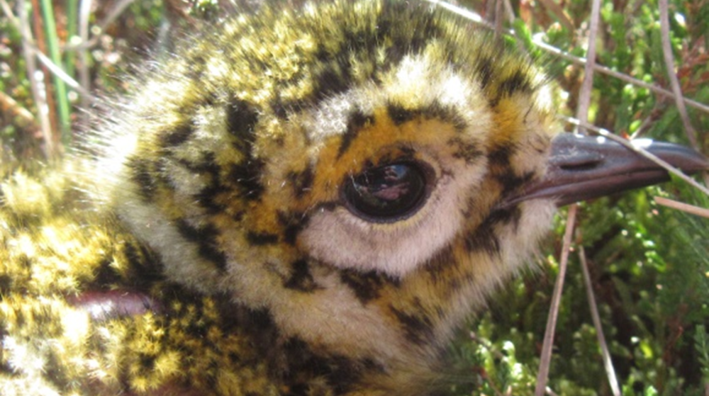 Birds and Climate Change – Tell the Truth Sheffield